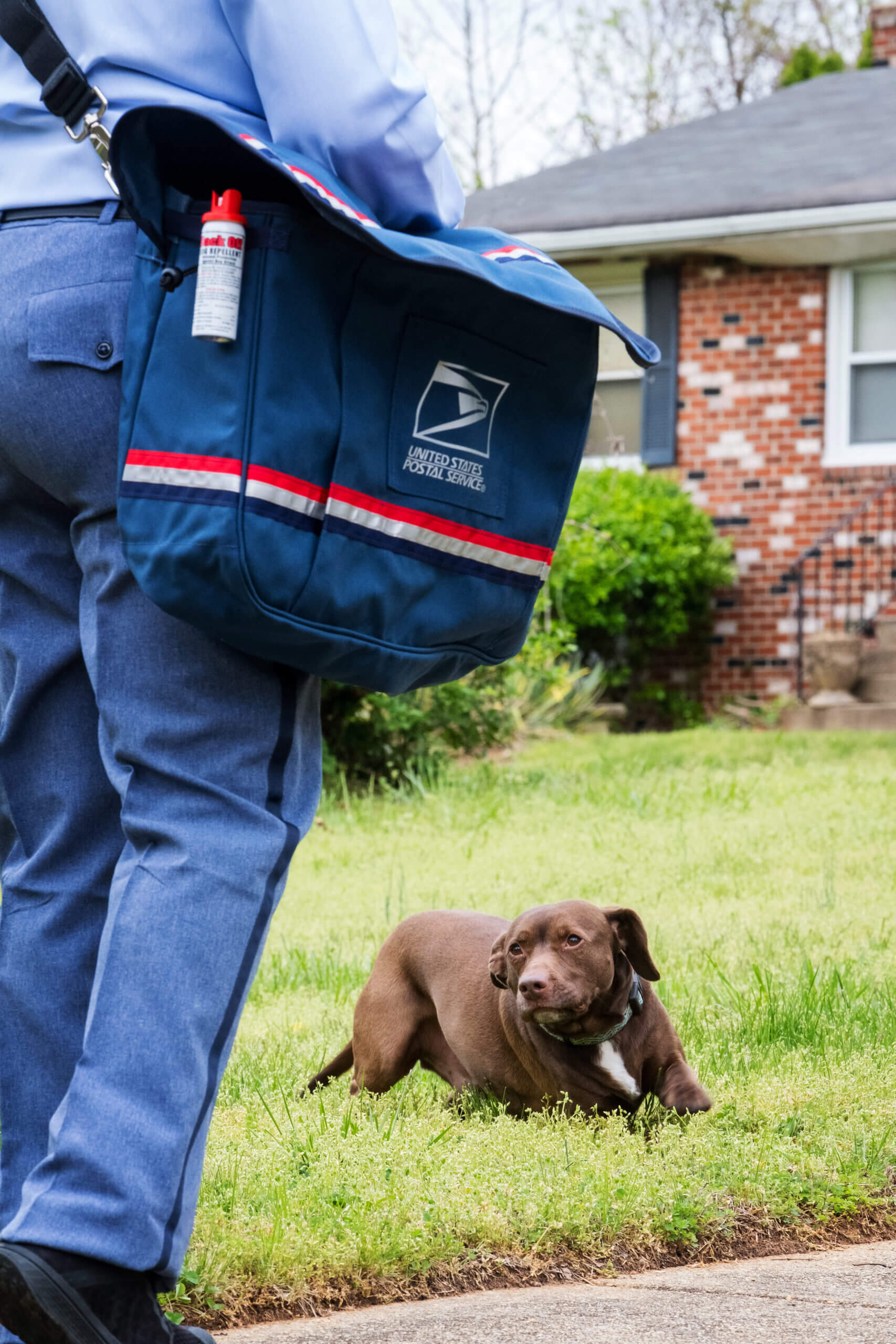 USPS Dog Bite Awareness Week | DeSoto County News