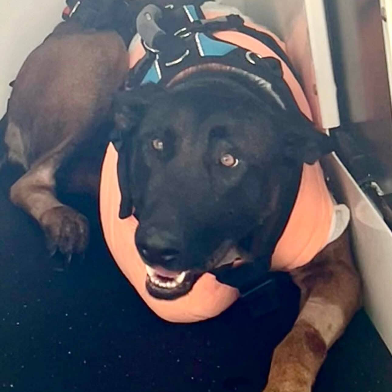 Suspect linked to Southaven K9 Dagger’s injury captured in Tipton ...